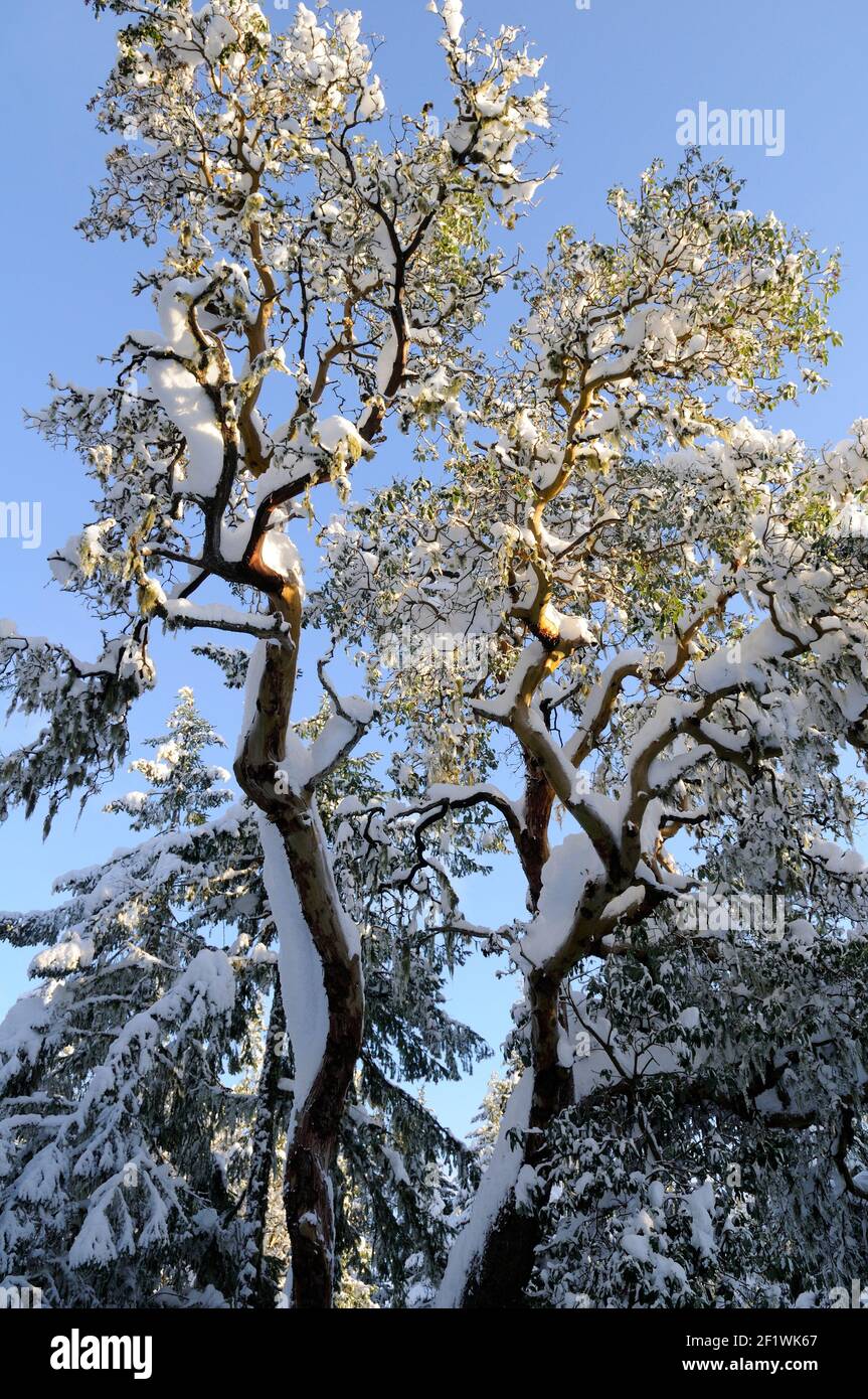 Mount Work Regional Park, Victoria, British Columbia, Canada Stock ...