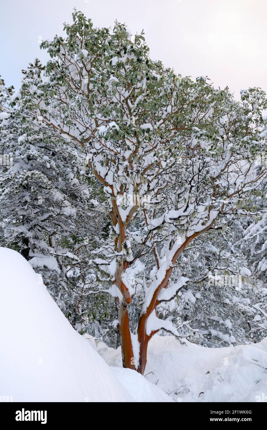 Mount Work Regional Park, Victoria, British Columbia, Canada Stock ...