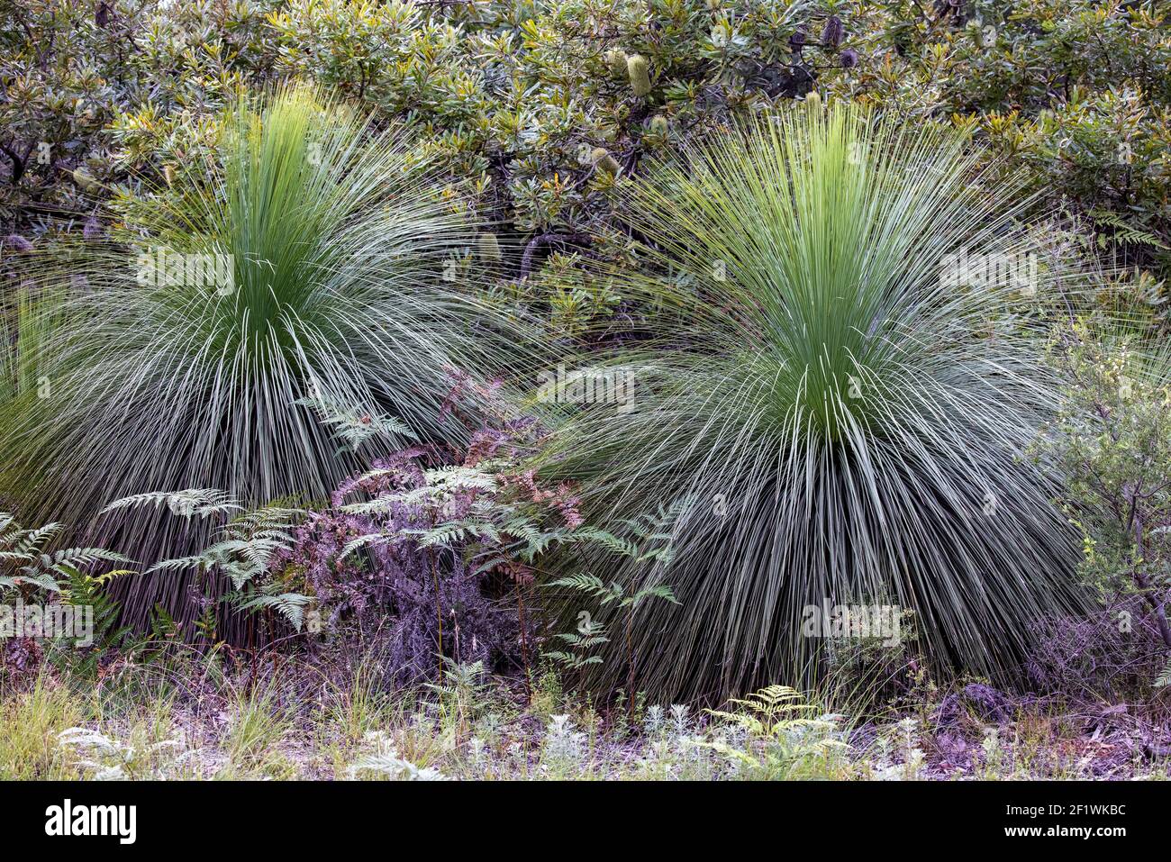 Australian Grass Trees in bushland Stock Photo - Alamy