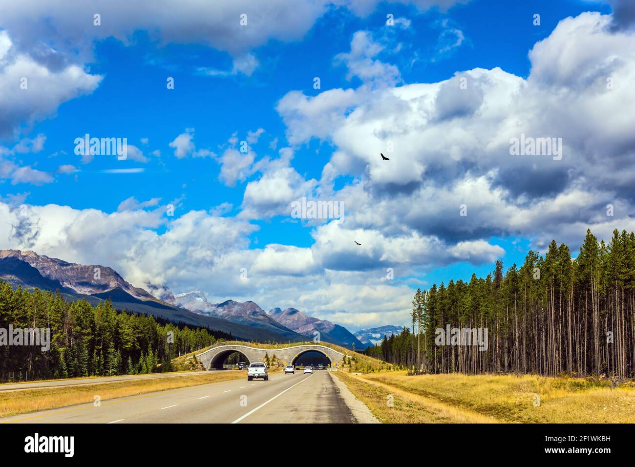 Evergreen forest hi-res stock photography and images - Alamy