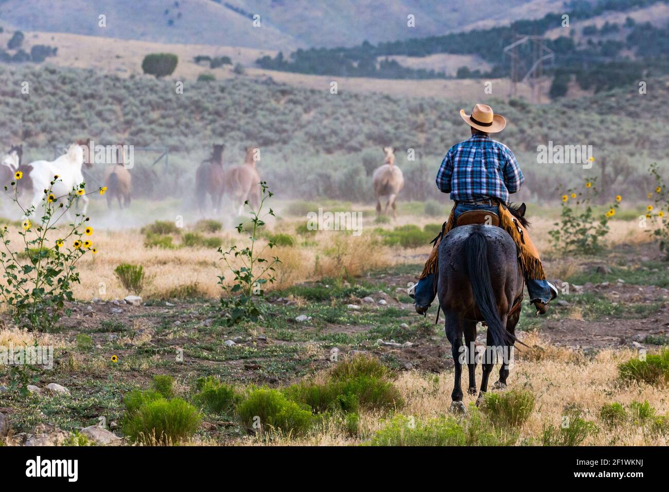 Cowboy working with horses hi-res stock photography and images - Alamy