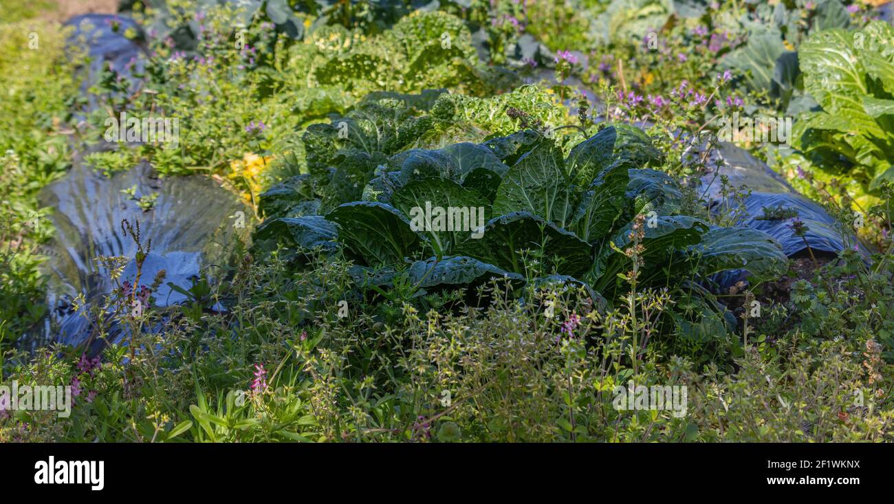 A compact vegetable garden, where the large and lofty cabbage leaves ...