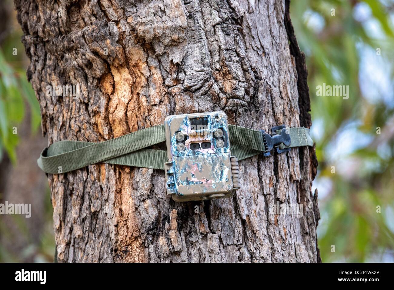 Surveillance Camera mounted on trunk of tree Stock Photo - Alamy