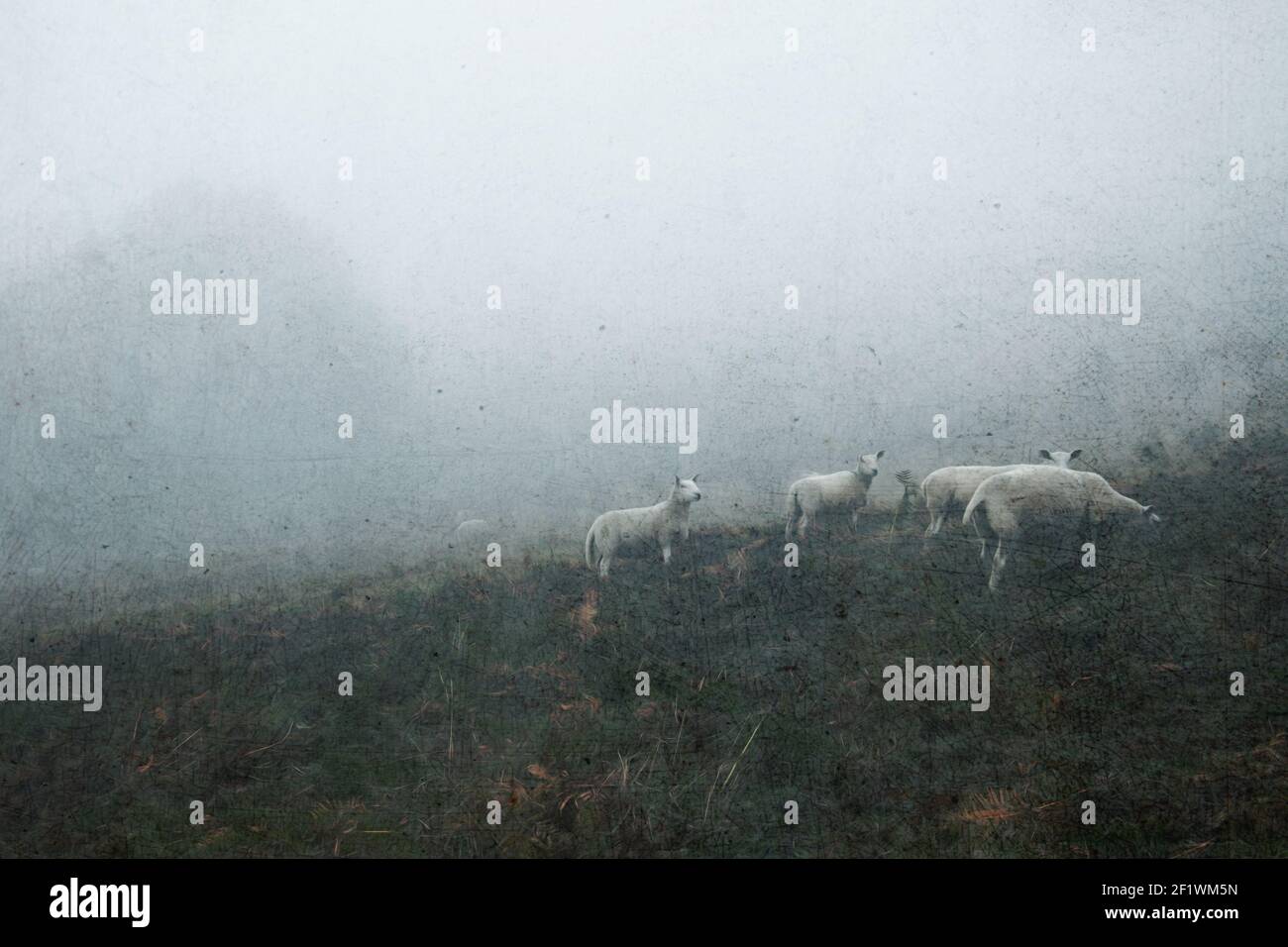A grunge artistic edit of sheep grazing on a side of a hill. On a moody ...