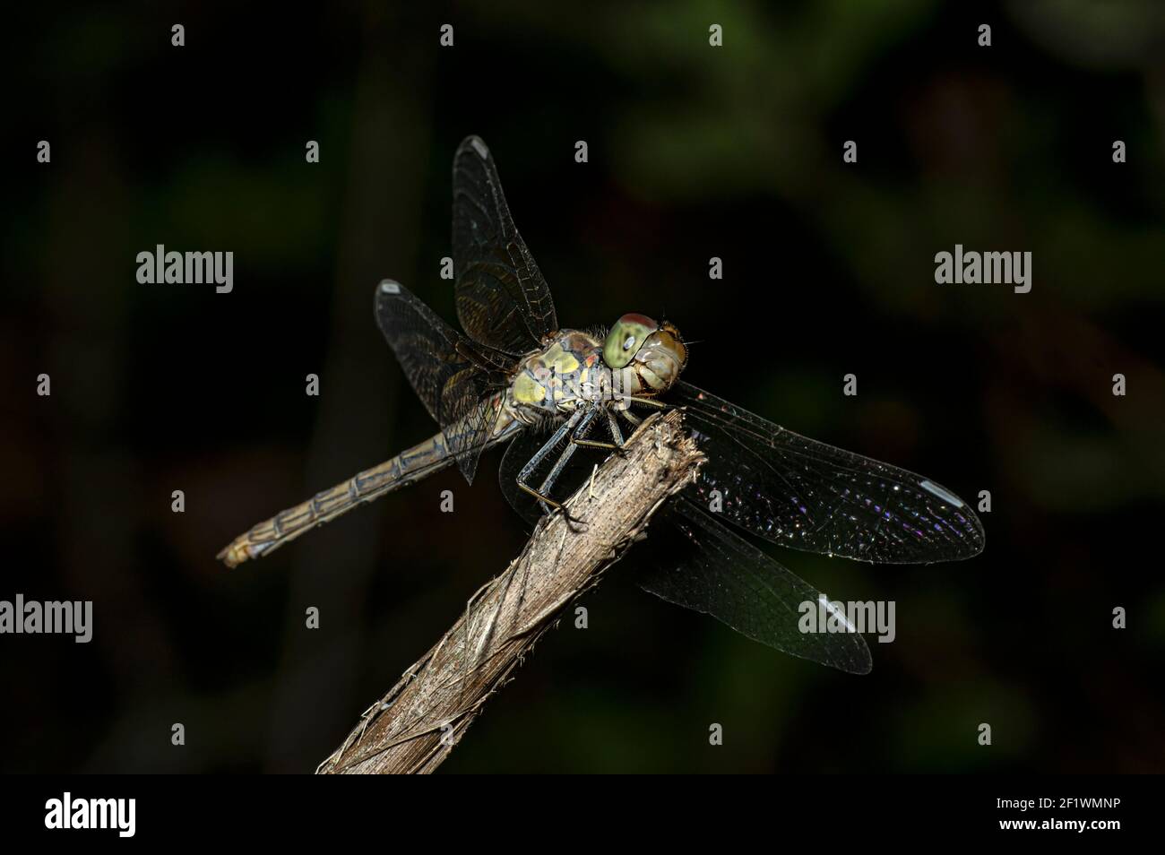 Dragonflies Macro photography in the countryside of Sardinia Italy ...