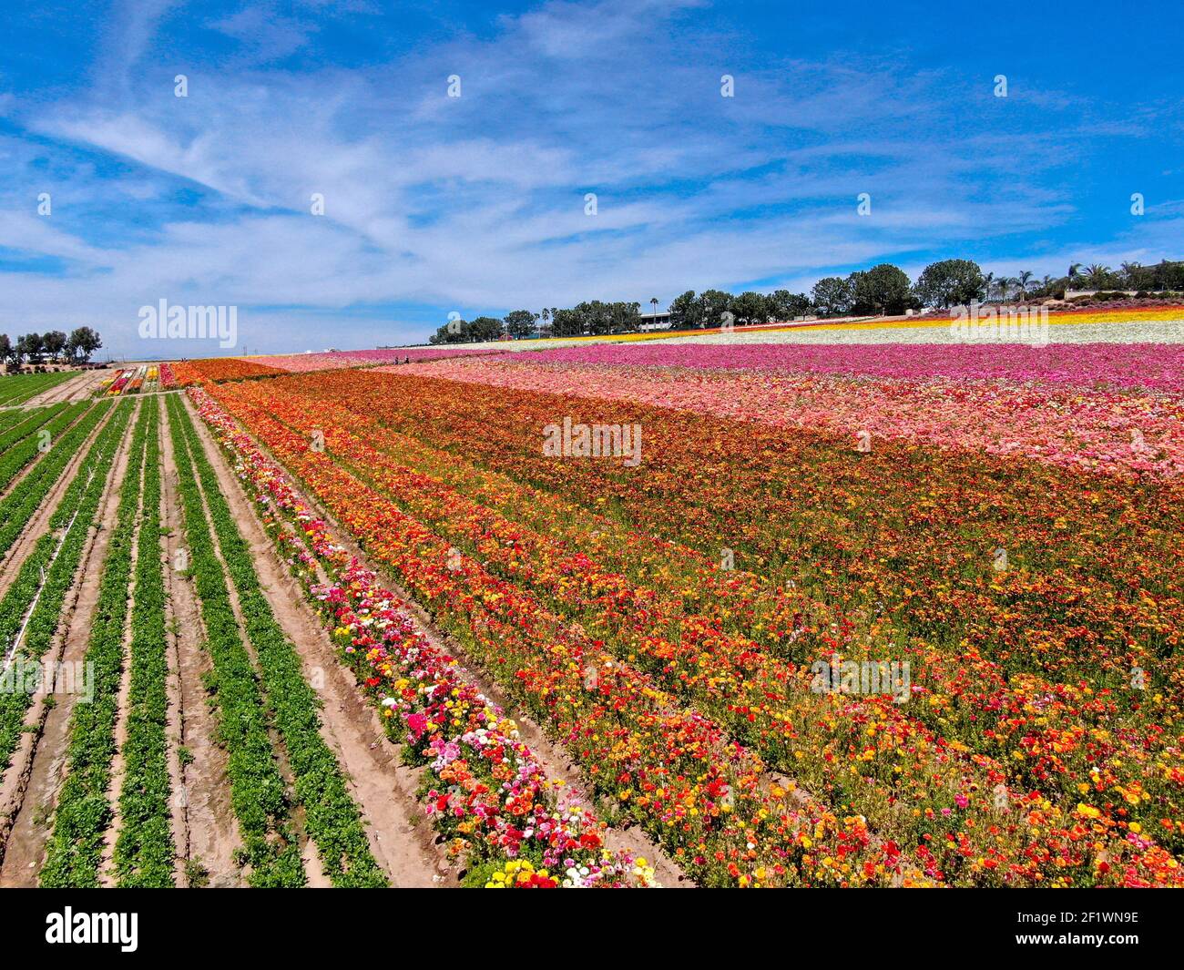 Aerial view poppy field hi-res stock photography and images - Alamy