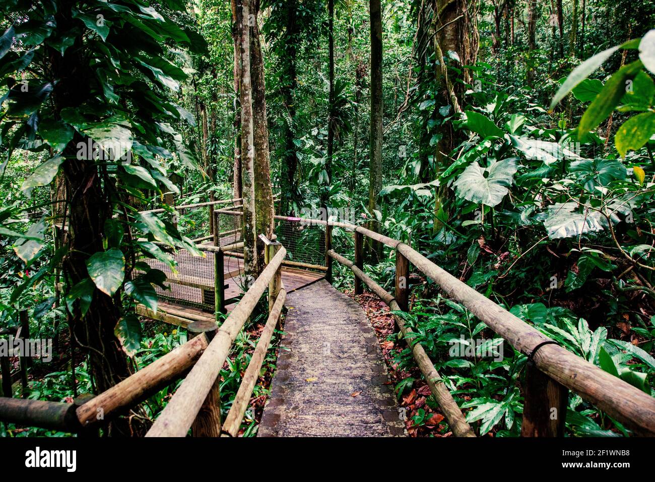 Jungle deep hi-res stock photography and images - Alamy