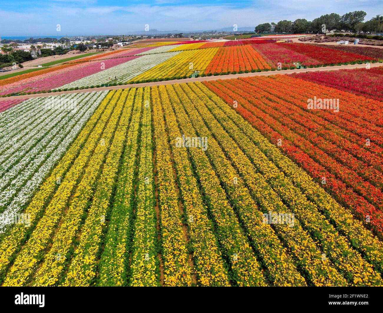 Aerial view of flower fields Stock Photo - Alamy