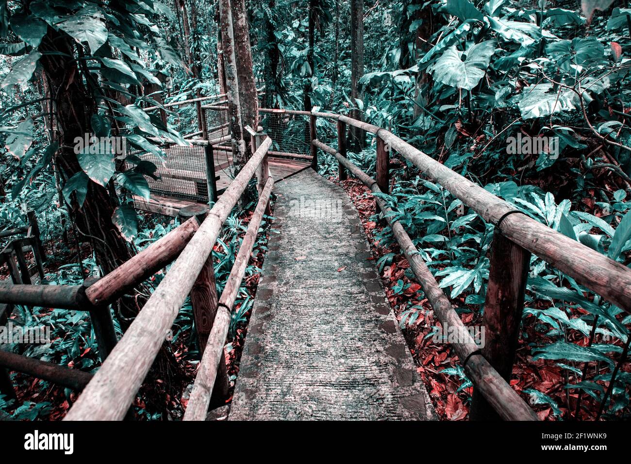 passage in the jungle tidewater green foliage Stock Photo - Alamy