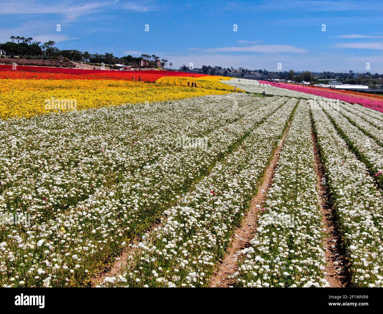 Flower field carlsbad hi-res stock photography and images - Alamy
