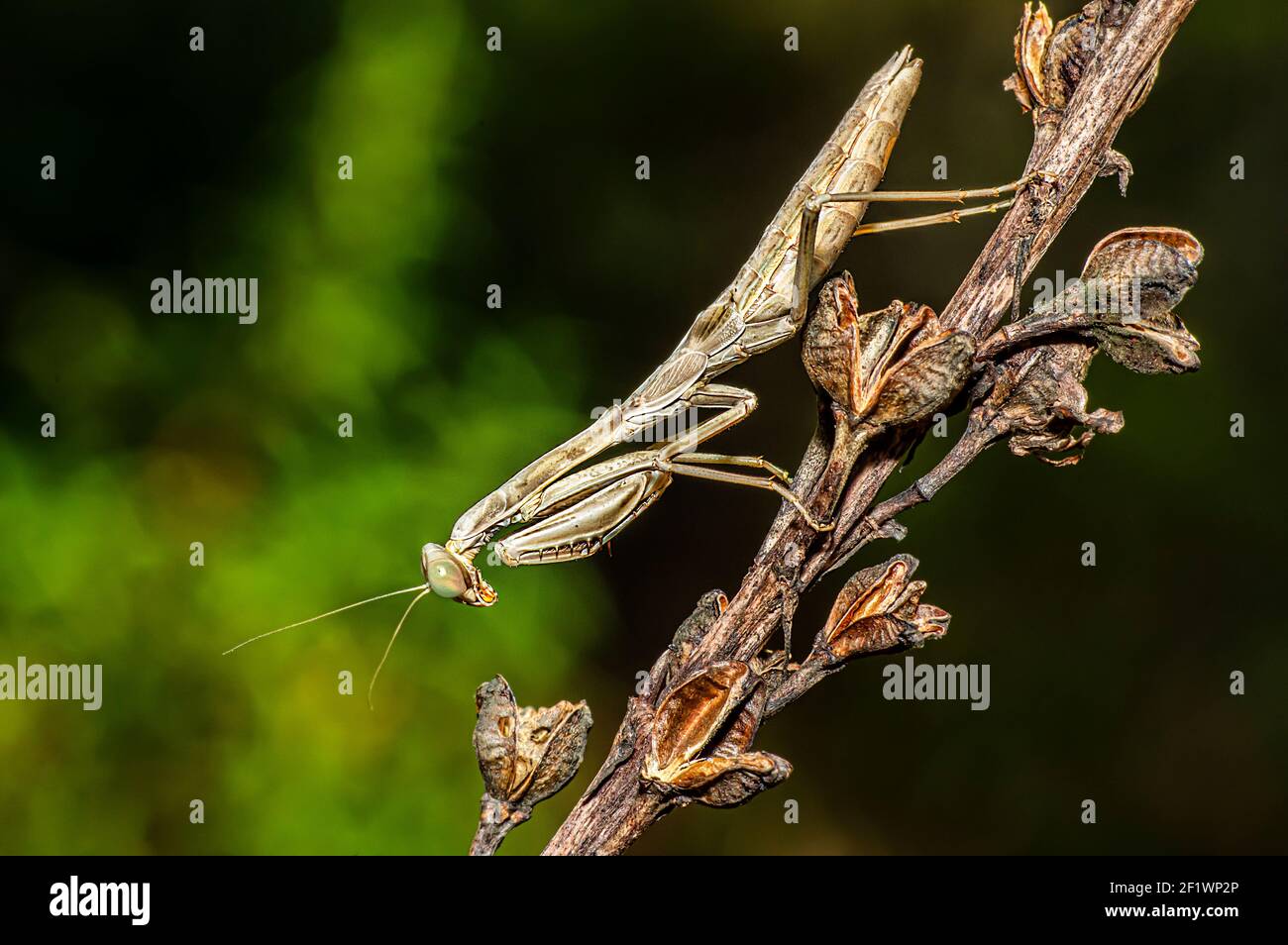 Praying Mantis Macro Photograph in Sardinia, Details Stock Photo - Alamy