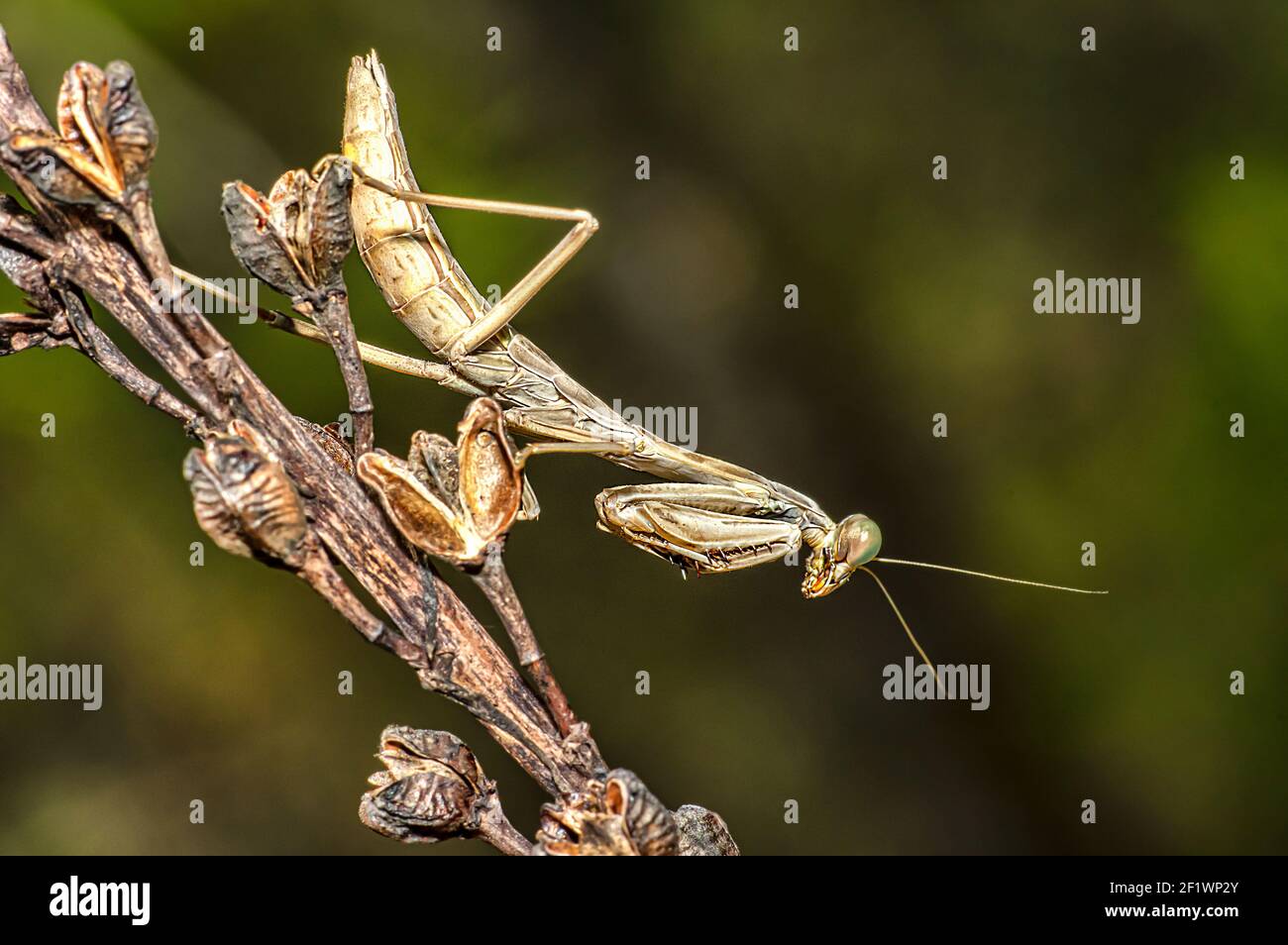 Praying Mantis Macro Photograph in Sardinia, Details Stock Photo - Alamy