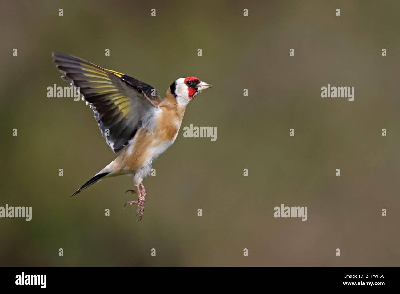European Goldfinch in flight Forest of Dean UK Stock Photo - Alamy