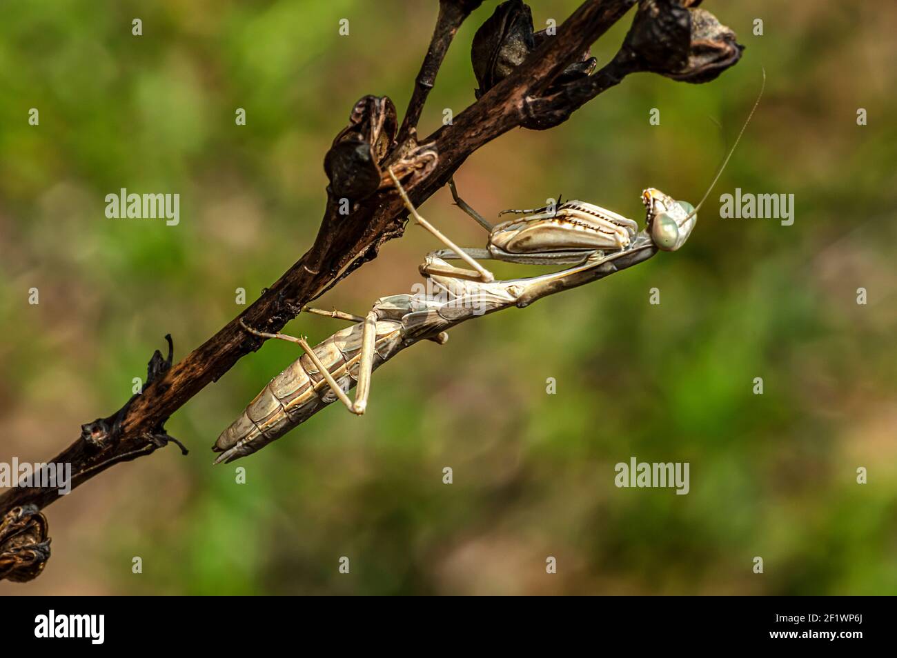 Praying Mantis Macro Photograph in Sardinia, Details Stock Photo - Alamy