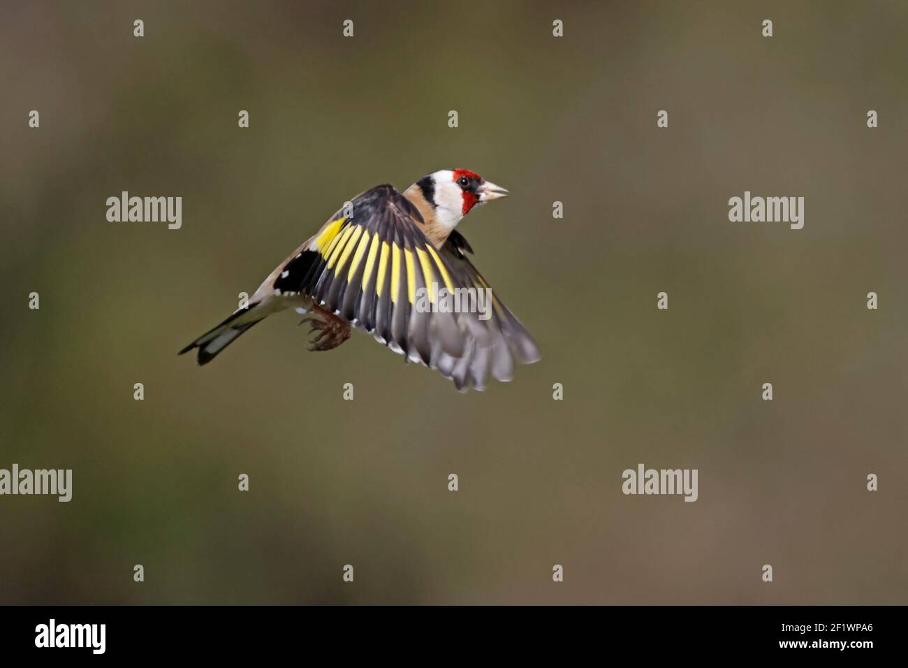 European Goldfinch in flight Forest of Dean UK Stock Photo - Alamy