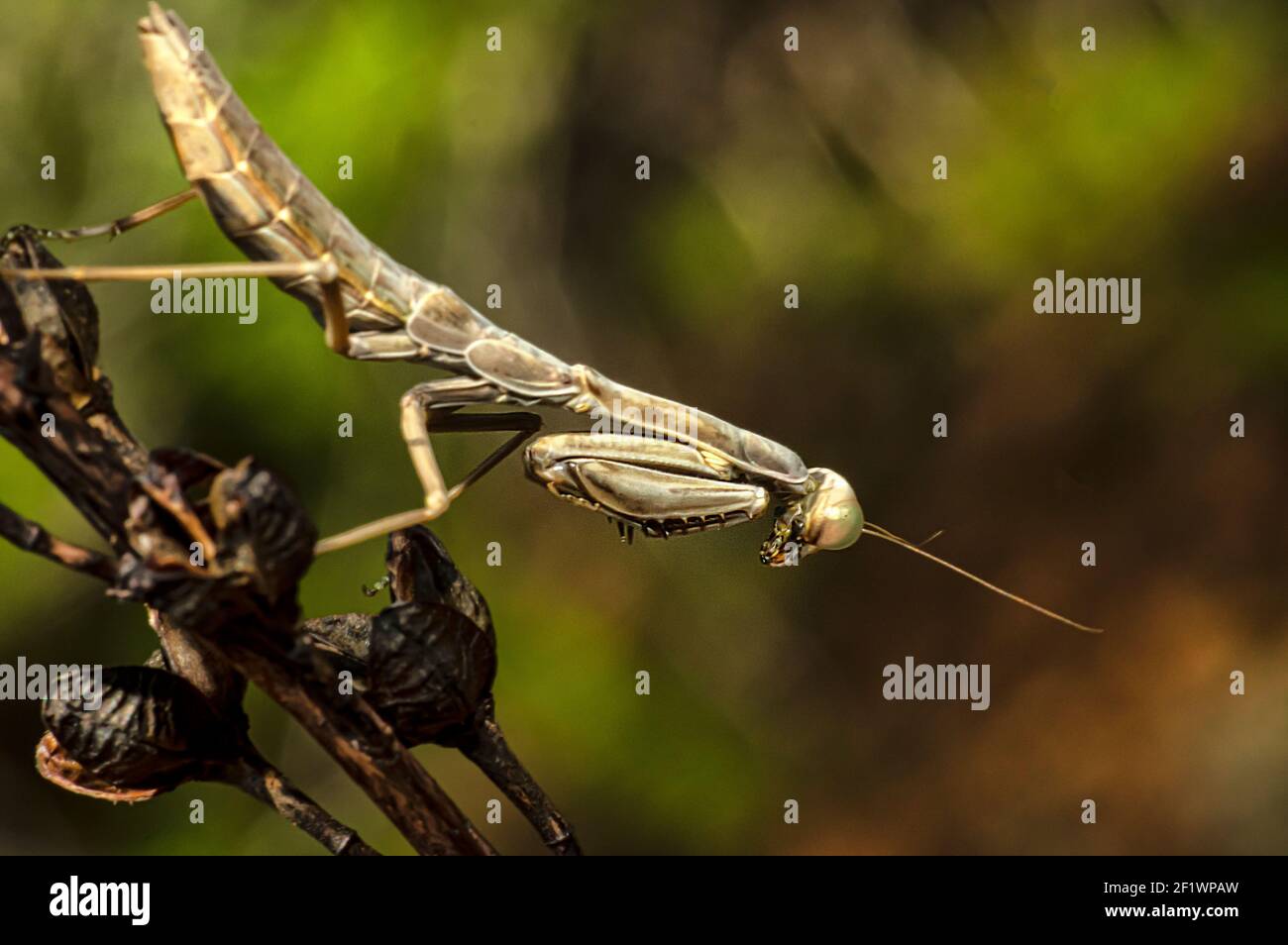 Praying Mantis Macro Photograph in Sardinia, Details Stock Photo - Alamy