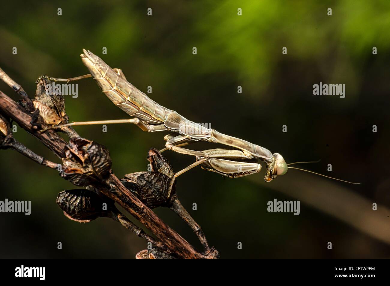 Praying Mantis Macro Photograph in Sardinia, Details Stock Photo - Alamy