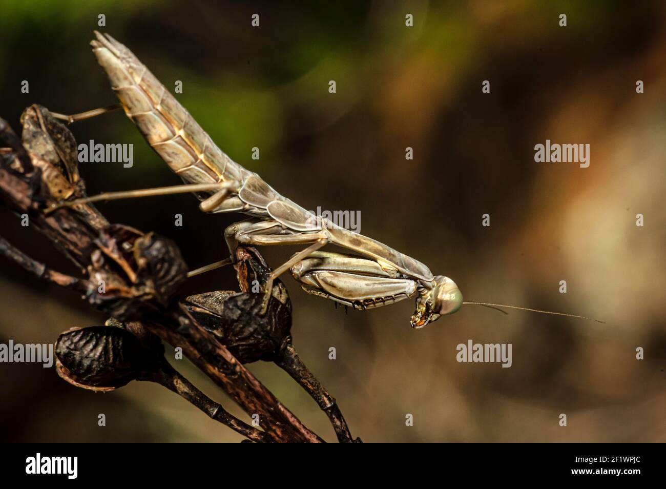Praying Mantis Macro Photograph in Sardinia, Details Stock Photo - Alamy