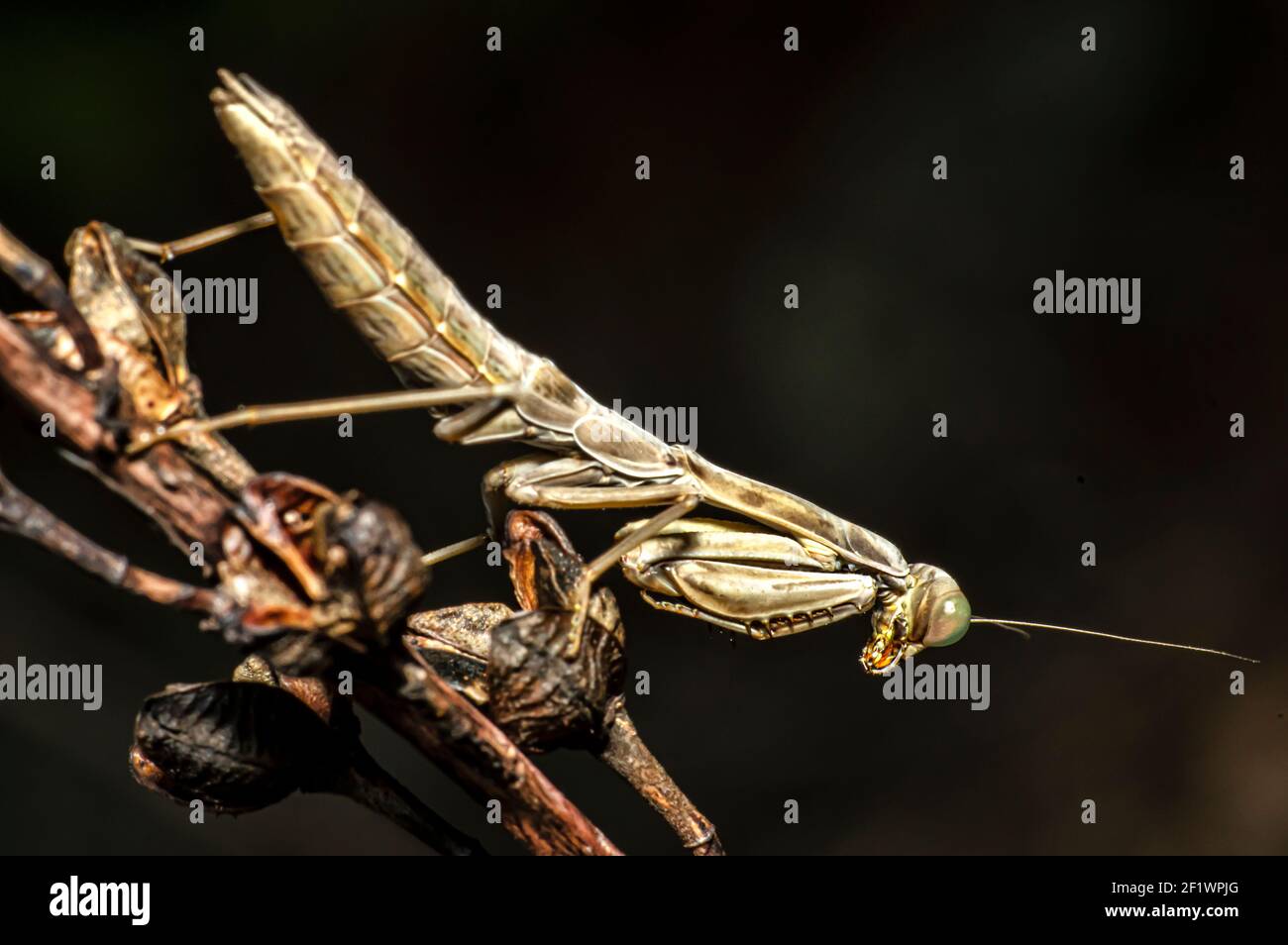 Praying Mantis Macro Photograph in Sardinia, Details Stock Photo - Alamy