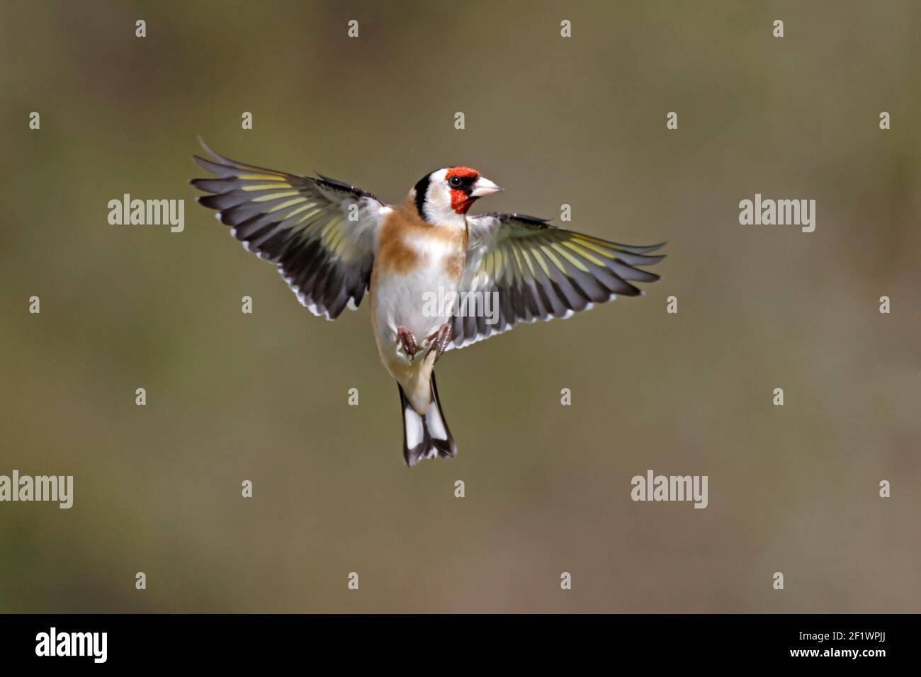 European Goldfinch in flight Forest of Dean UK Stock Photo - Alamy