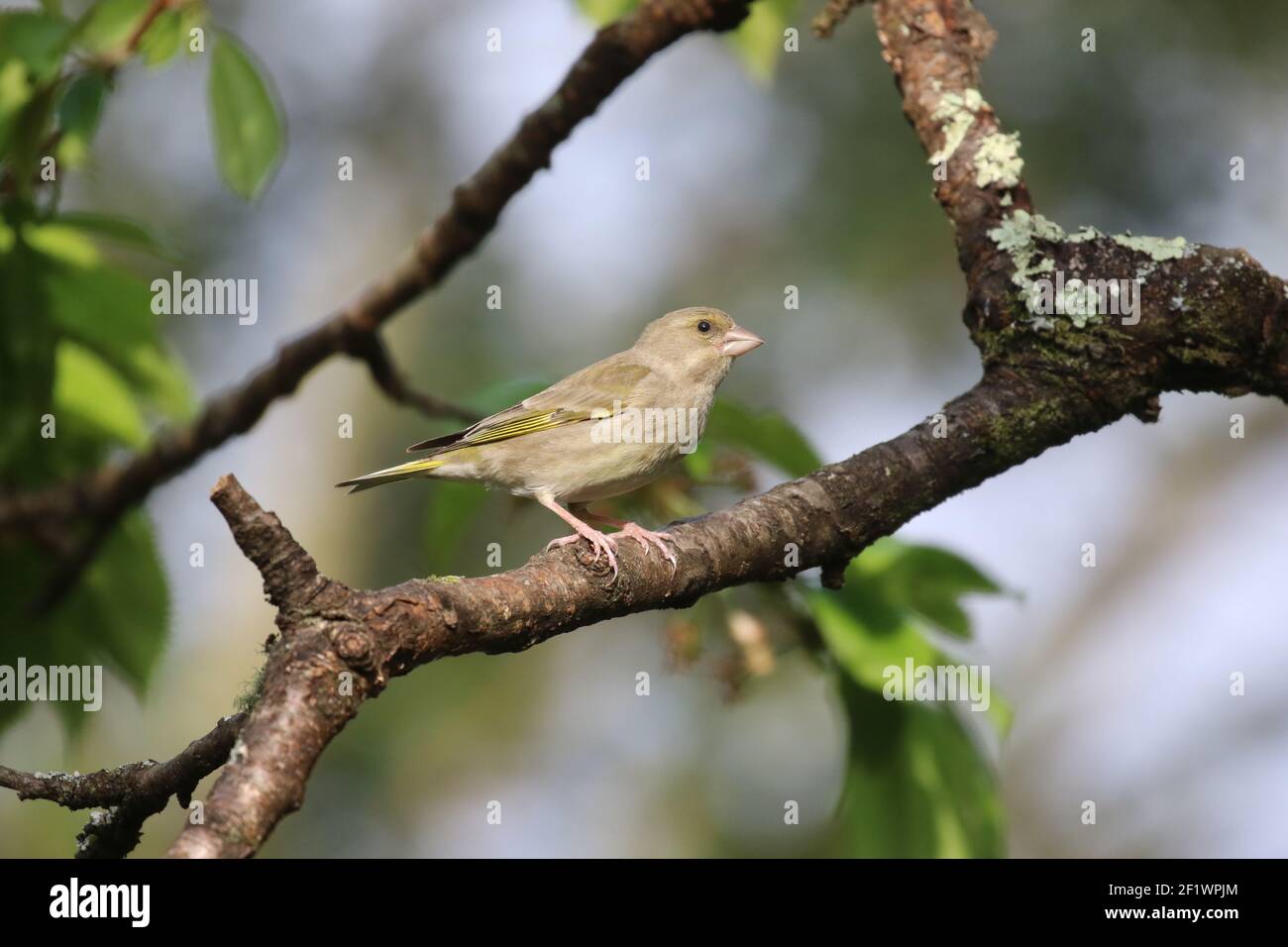 Welsh birds hi-res stock photography and images - Alamy