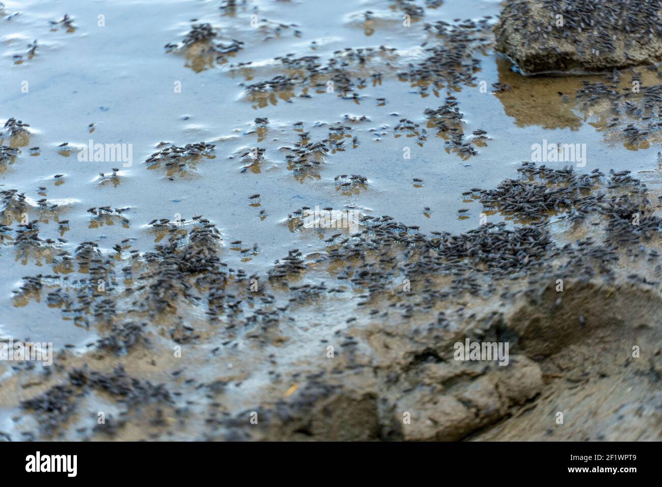 Swarm of insects hi-res stock photography and images - Alamy