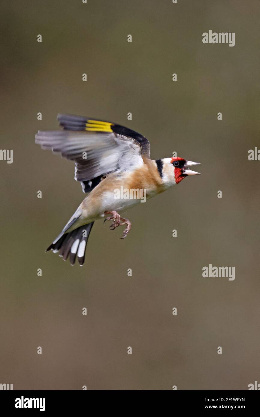 Goldfinch in flight hi-res stock photography and images - Alamy