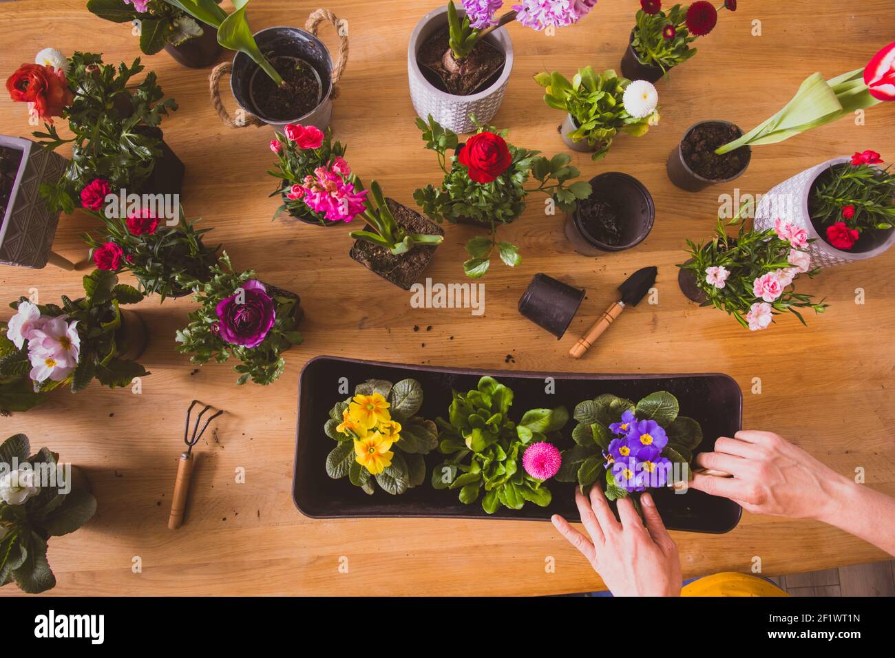 Preparation of flowers for decomposition on the balcony Stock Photo - Alamy