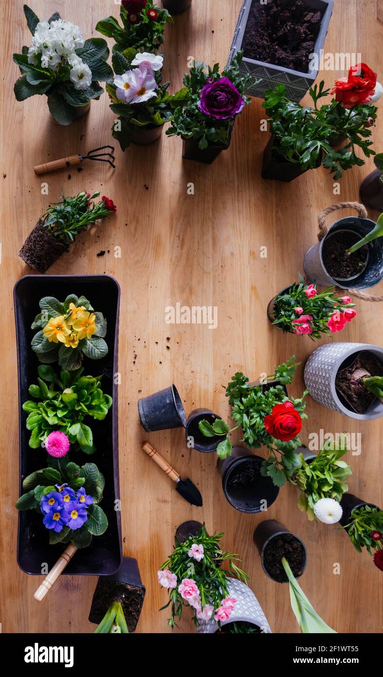 Preparation of flowers for decomposition on the balcony Stock Photo - Alamy