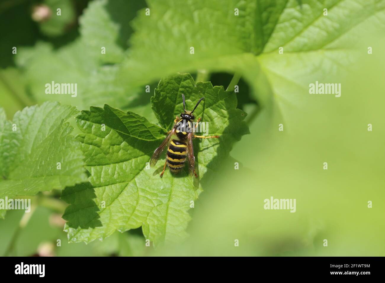 Social wasps uk hi-res stock photography and images - Alamy