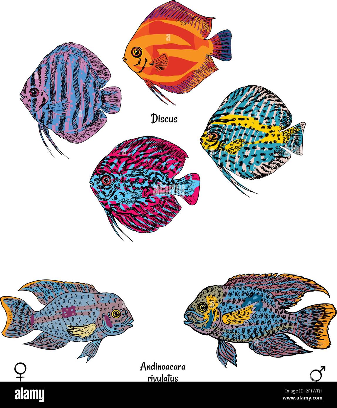 Feed on small fishes Stock Vector Images - Alamy