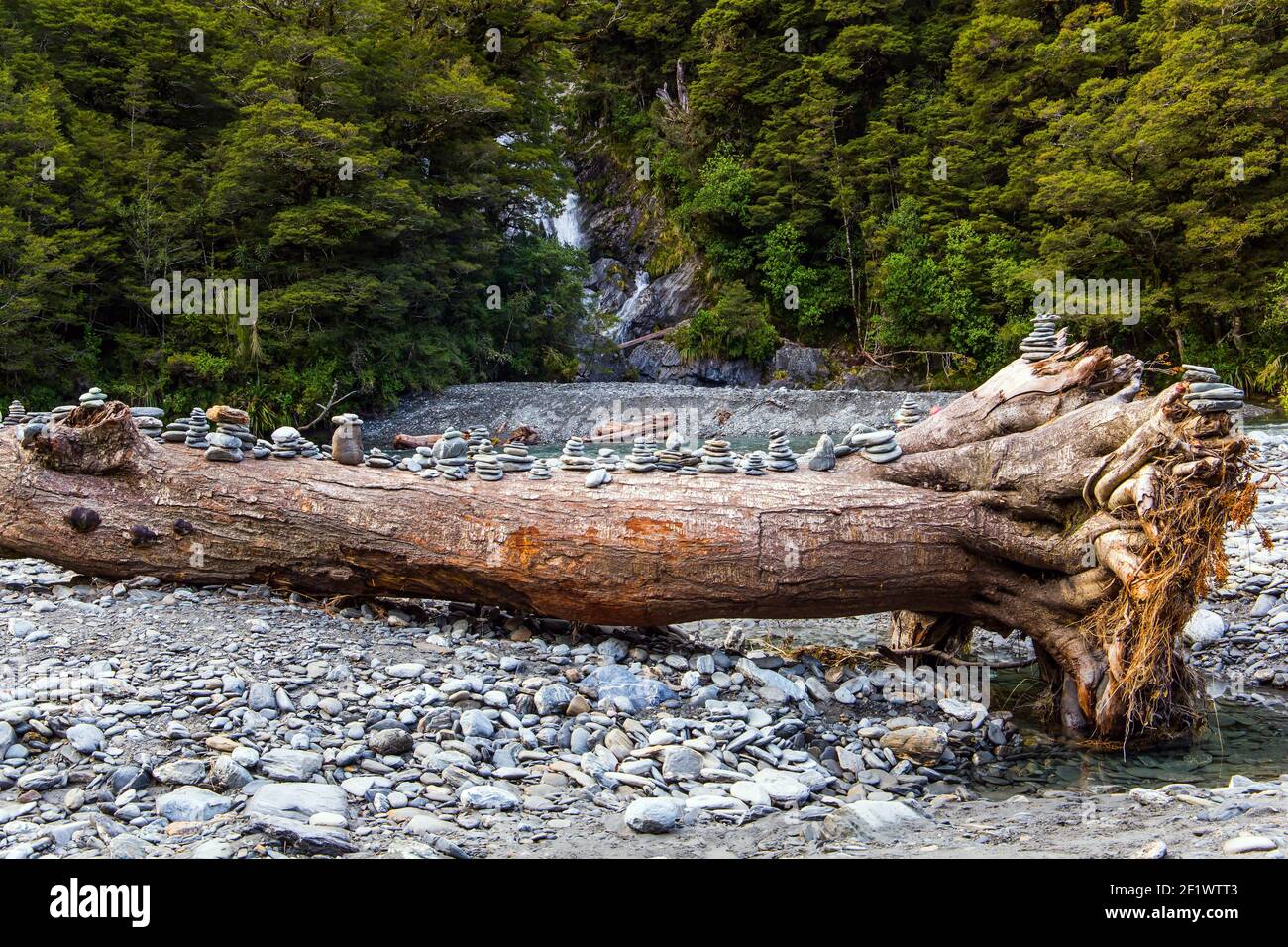 Ecological snag hi-res stock photography and images - Alamy