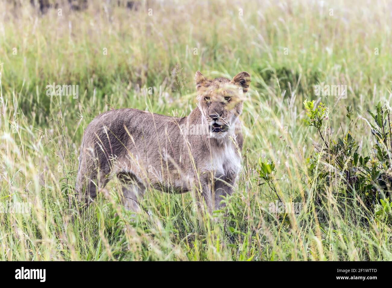 Injured lion cub hi-res stock photography and images - Alamy