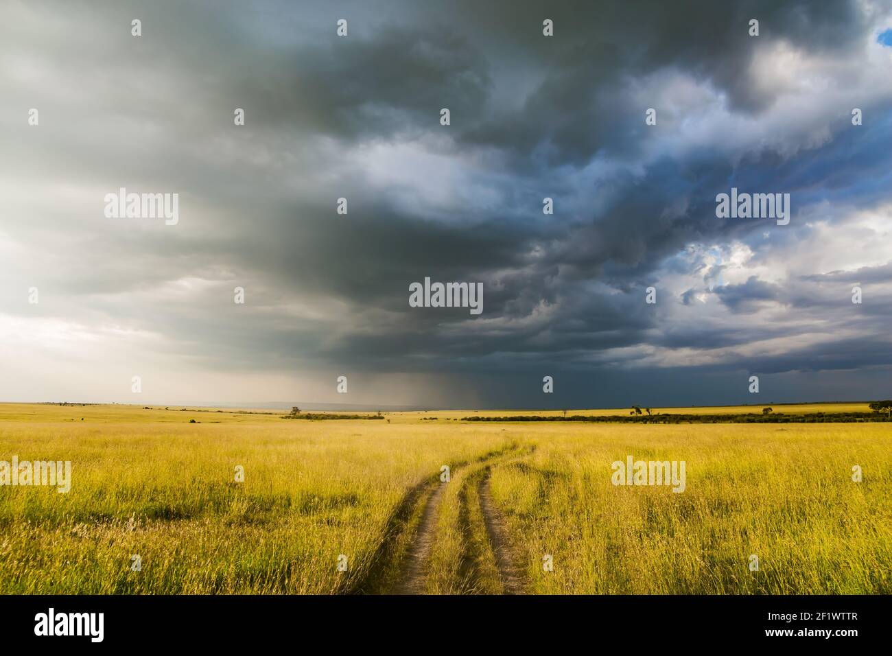 African tree storm clouds hi-res stock photography and images - Alamy