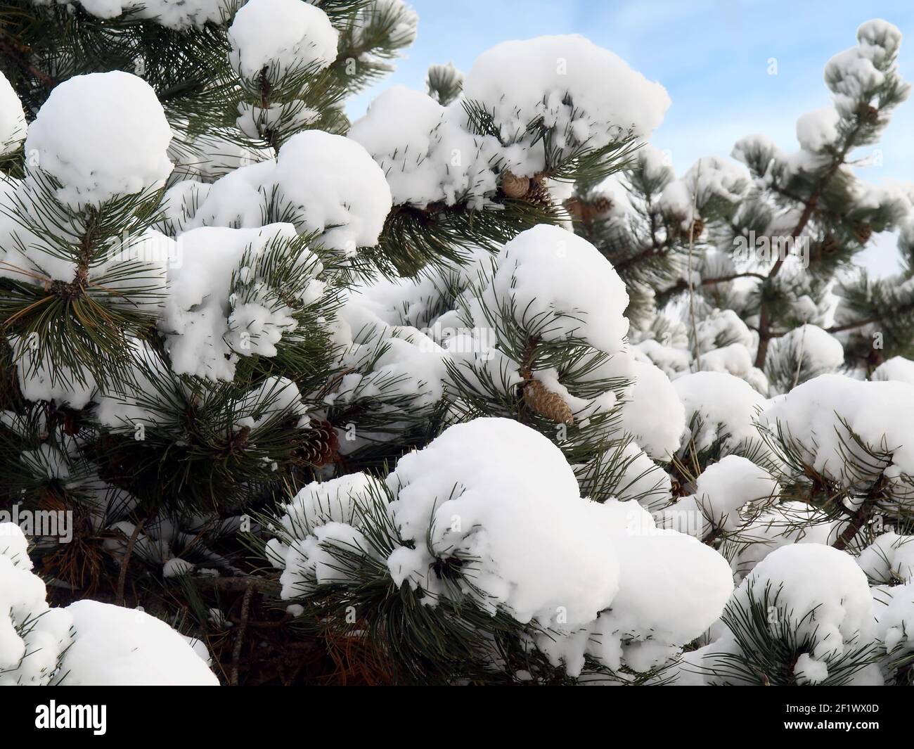 Pine tree with snow Stock Photo - Alamy