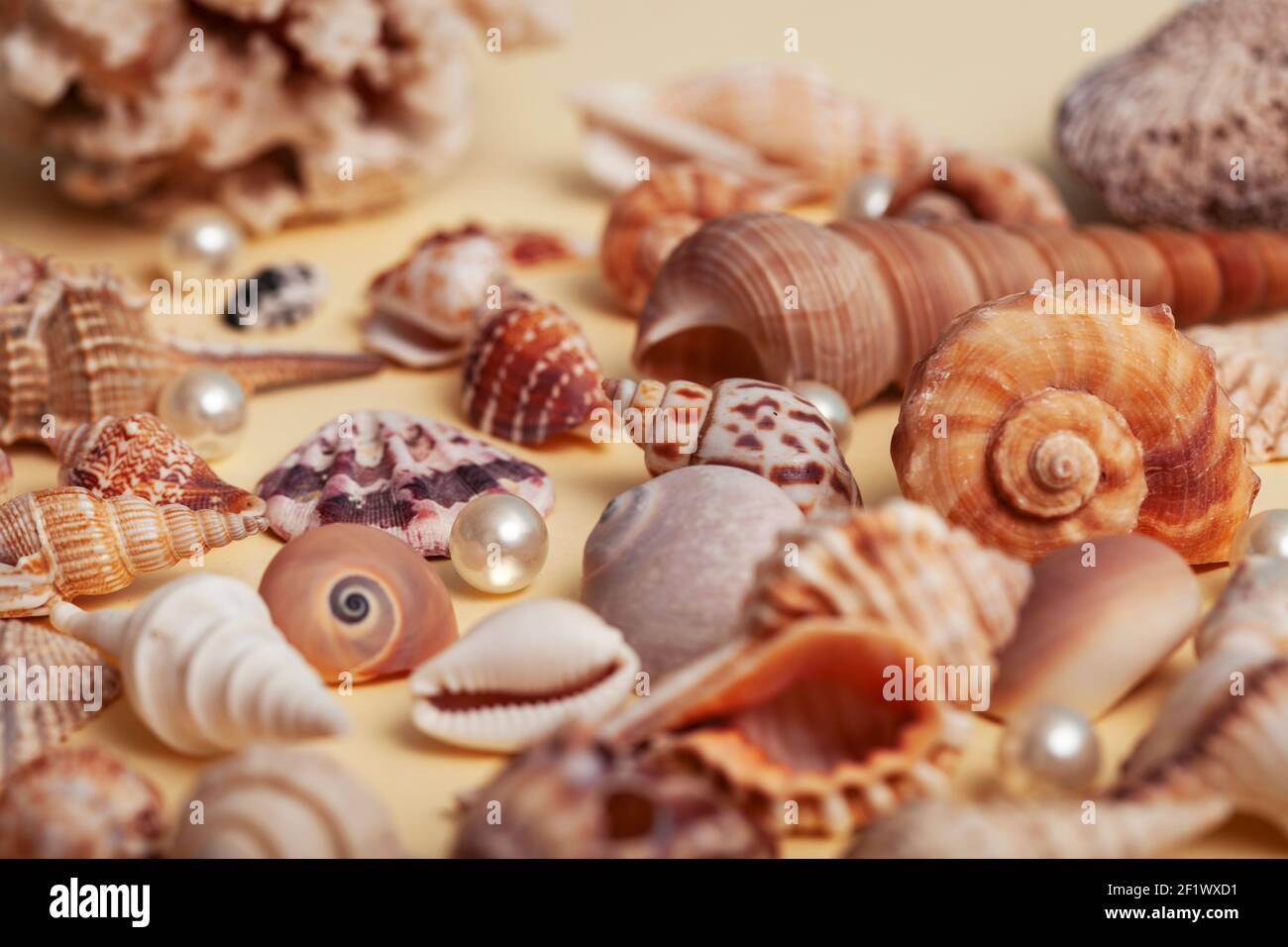 a lot of different empty sea shells on yellow background, macro details ...