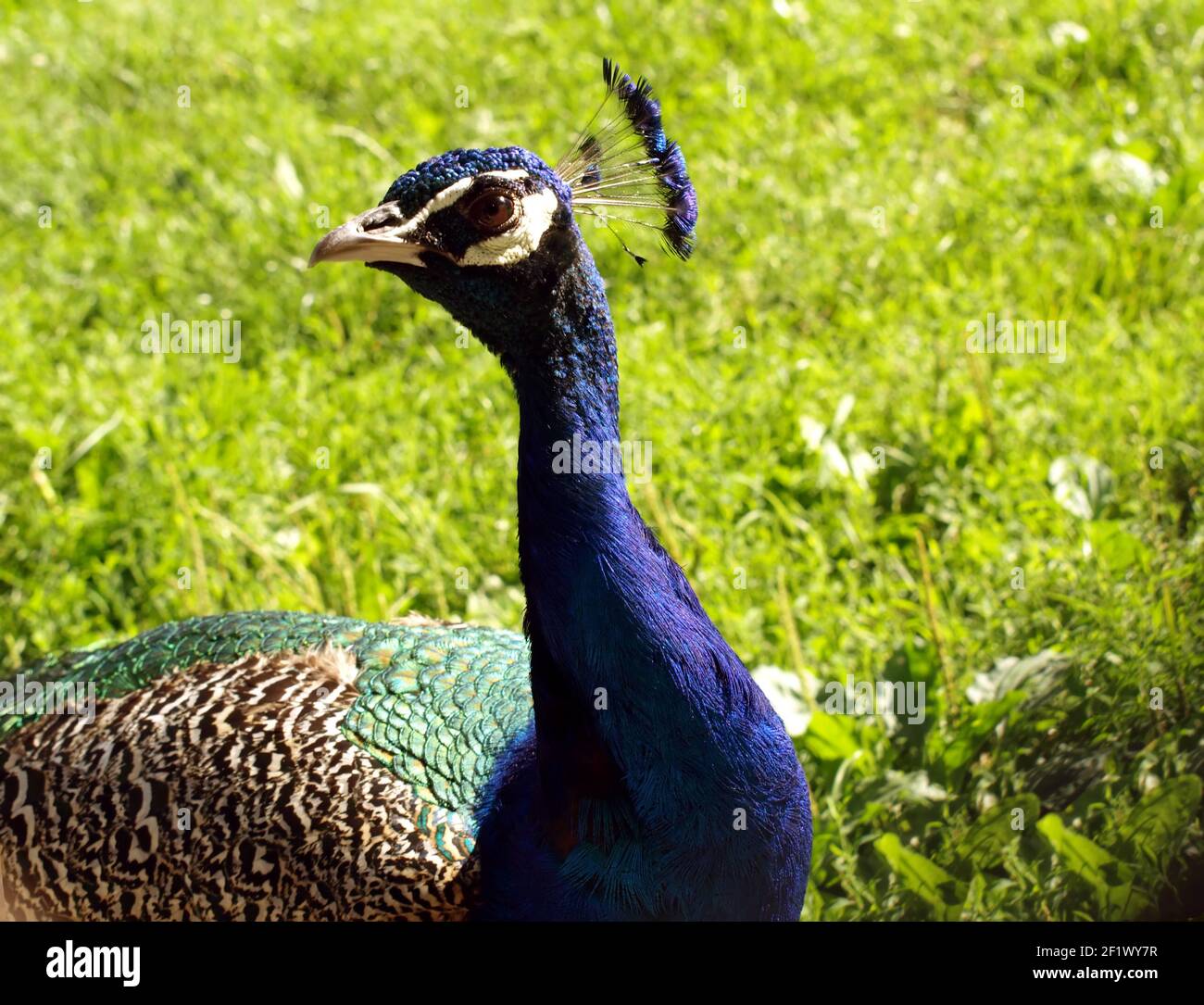 Beautiful colorful peafowl Stock Photo - Alamy