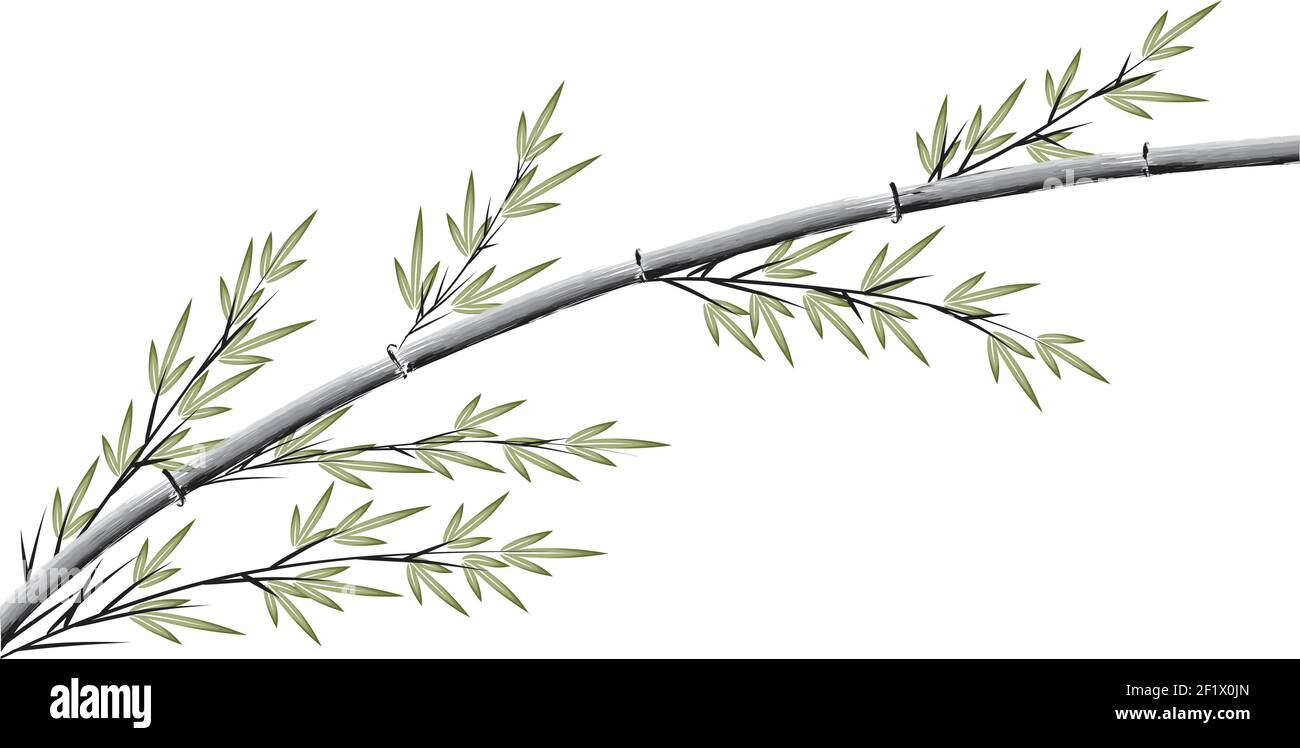 Bamboo design background Stock Vector Image & Art - Alamy