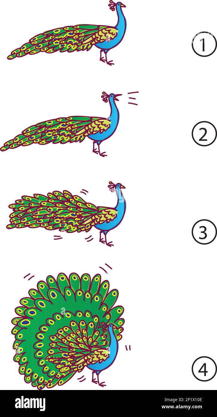 vector cartoon Peacock unfold beautiful tail steps set Stock Vector ...