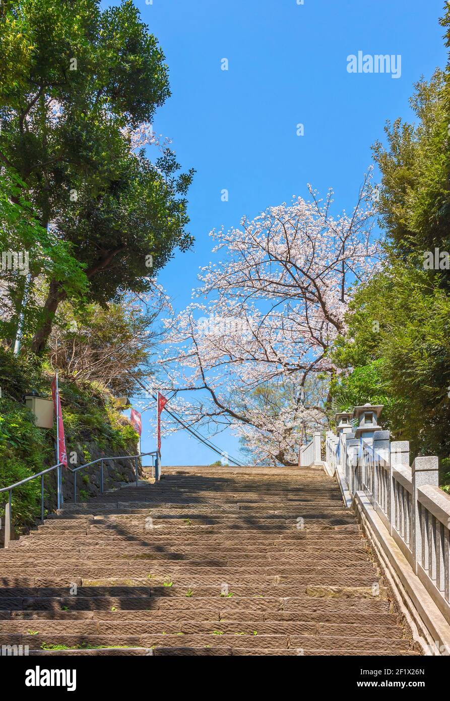 tokyo, japan - april 13 2020: Cherry blossoms tree at top of the famous ...