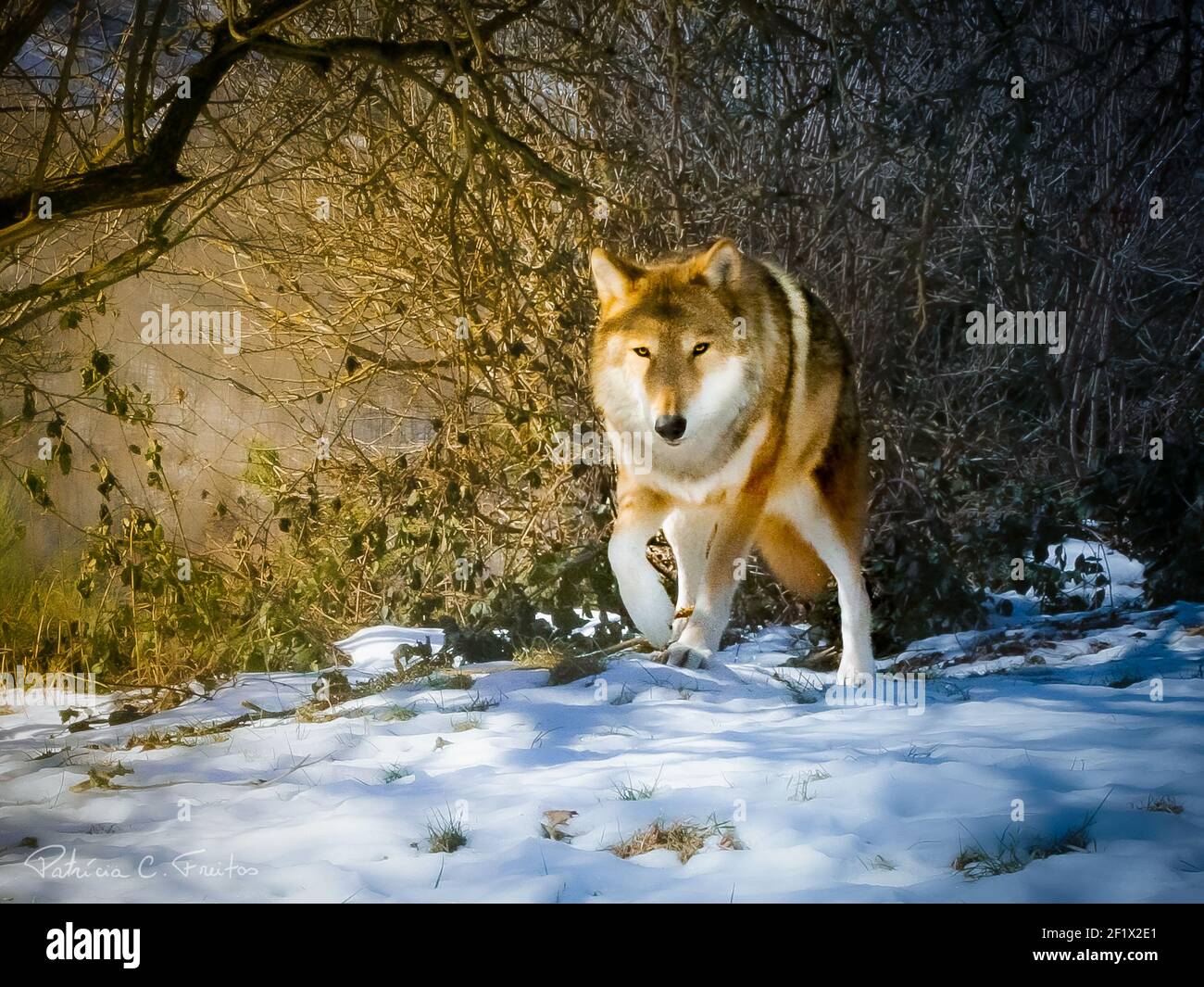 Gevaudan wolves hi-res stock photography and images - Alamy