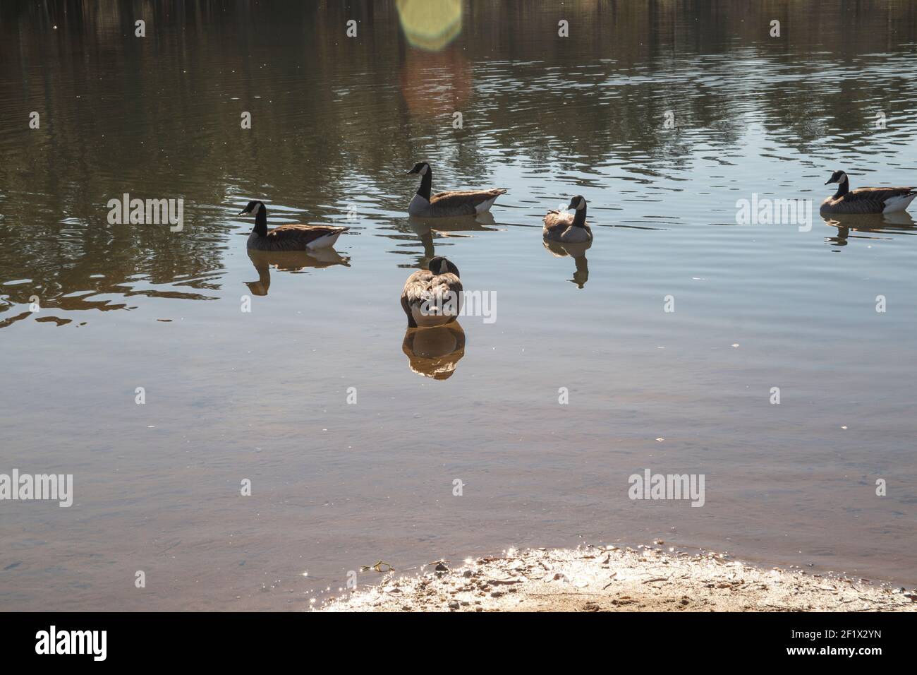 Georgia lake swim hi-res stock photography and images - Alamy