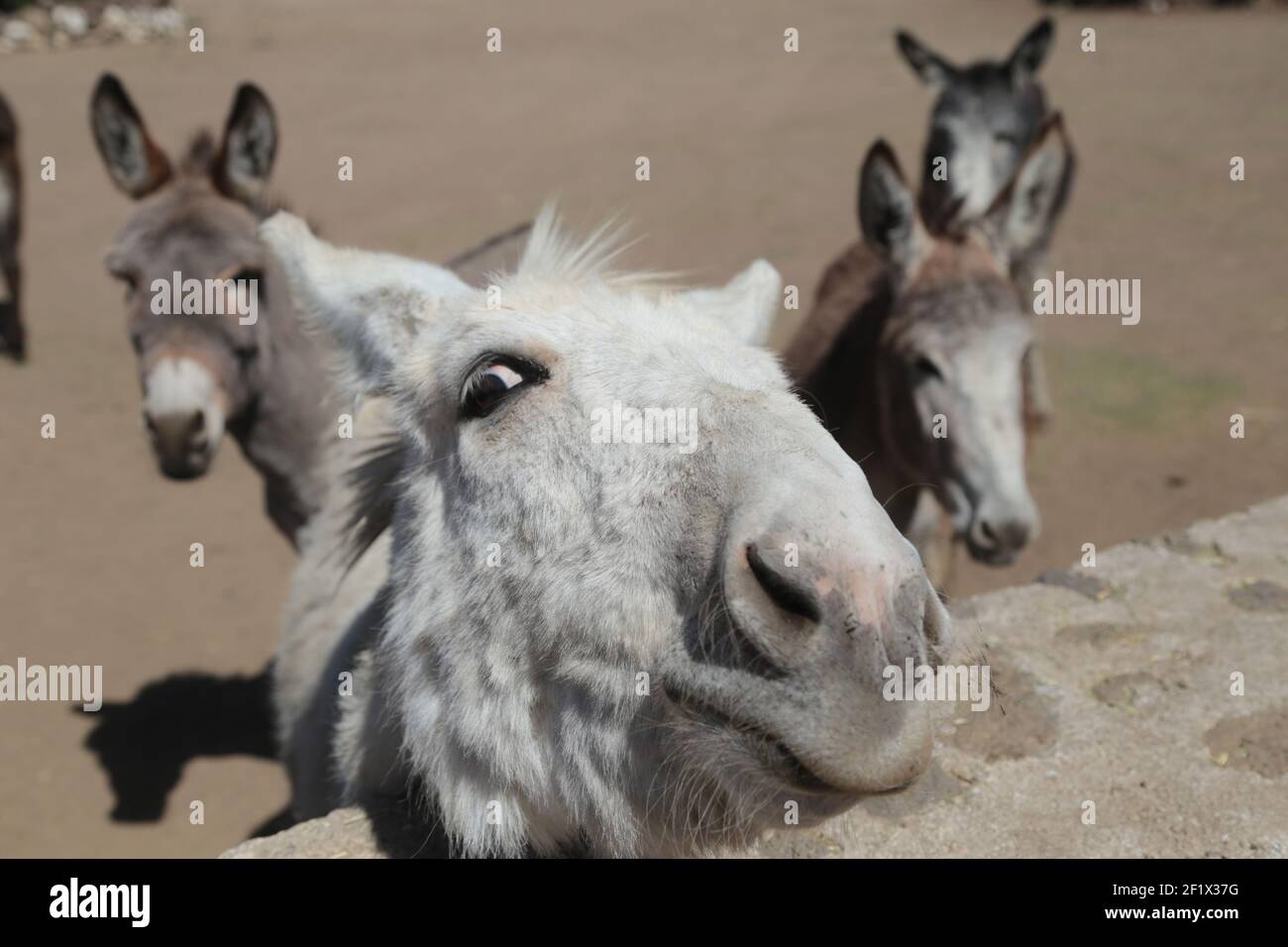 Mexican dunkey hi-res stock photography and images - Alamy