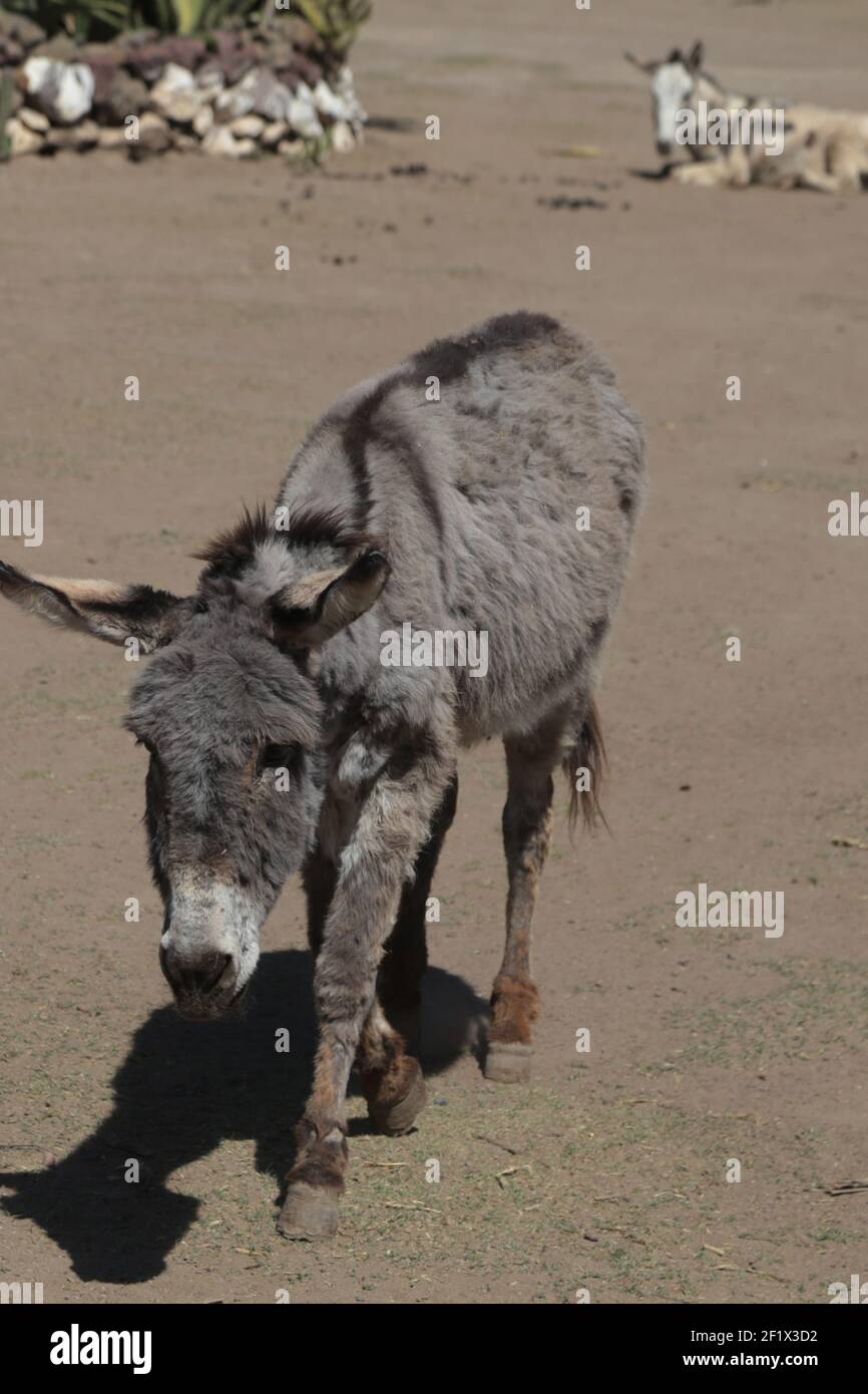Otumba, Mexico. 20th Feb, 2021. OTUMBA, MEXICO - MARCH 9, 2021: A ...