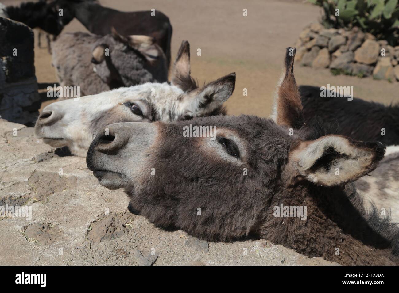 Otumba, Mexico. 20th Feb, 2021. OTUMBA, MEXICO - MARCH 9, 2021: A ...