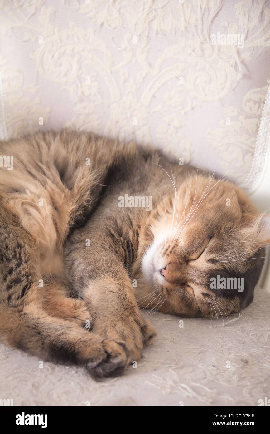 Shrugging animal hi-res stock photography and images - Alamy