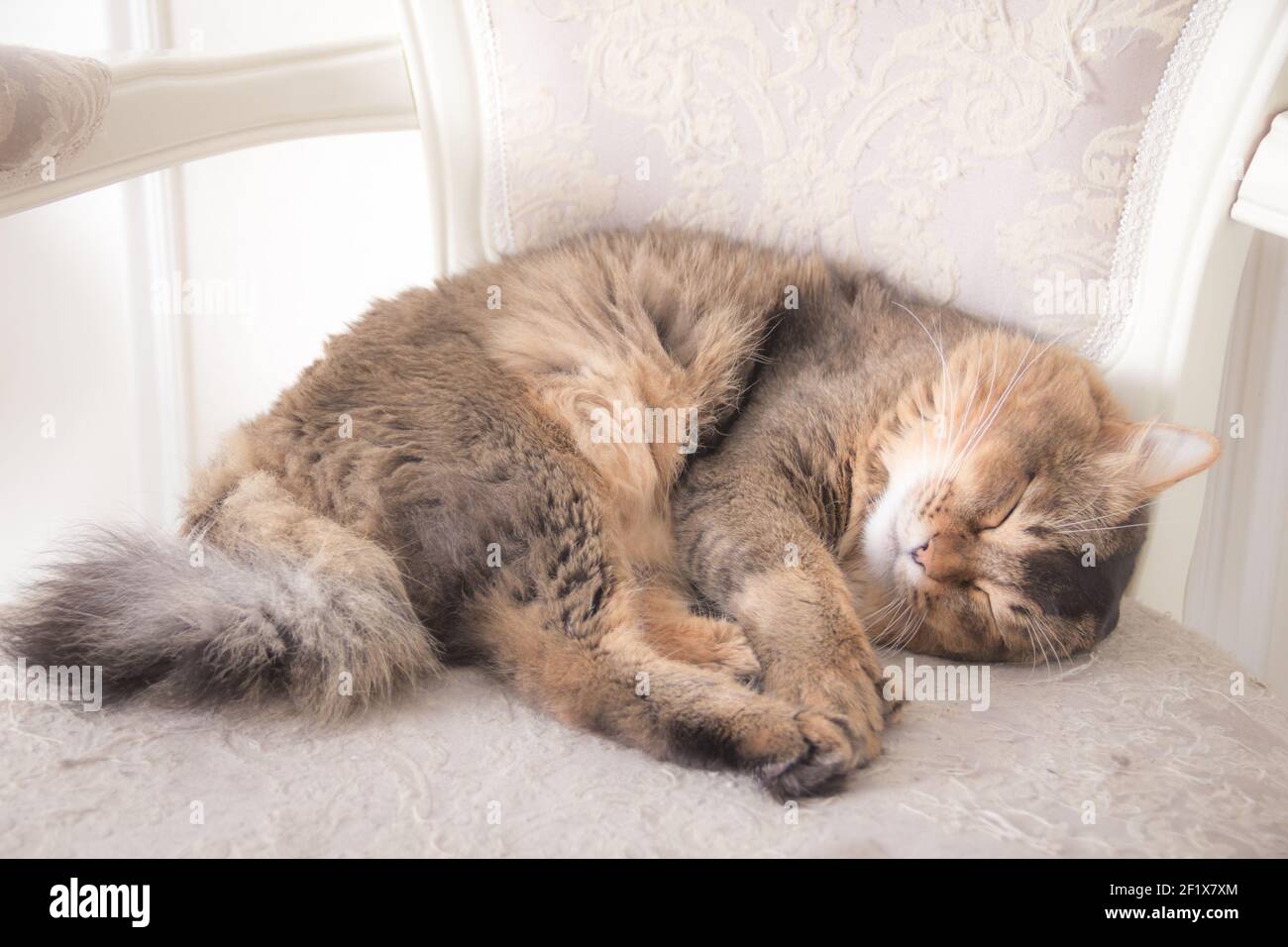 Shrugging animal hi-res stock photography and images - Alamy