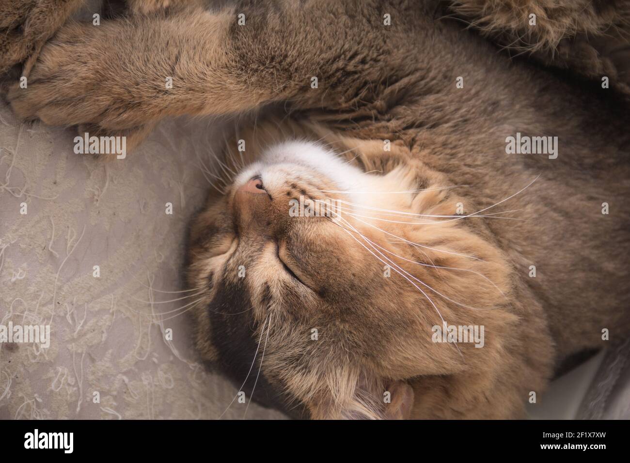 Shrugging animal hi-res stock photography and images - Alamy