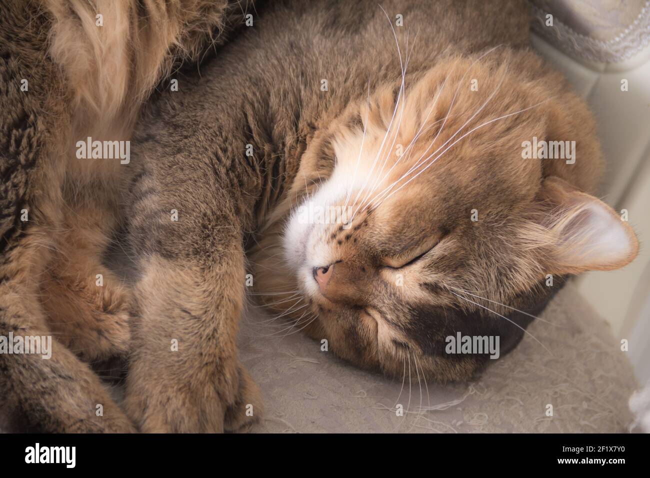 Shrugging animal hi-res stock photography and images - Alamy