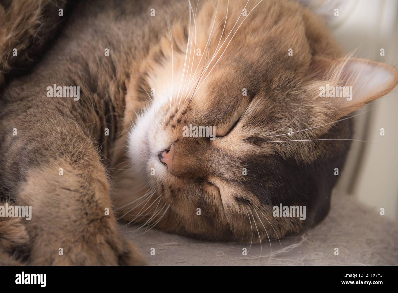 Shrugging animal hi-res stock photography and images - Alamy